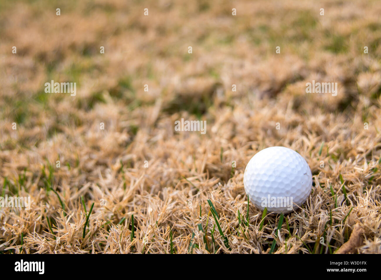 low angle of Golf ball on turf Stock Photo - Alamy
