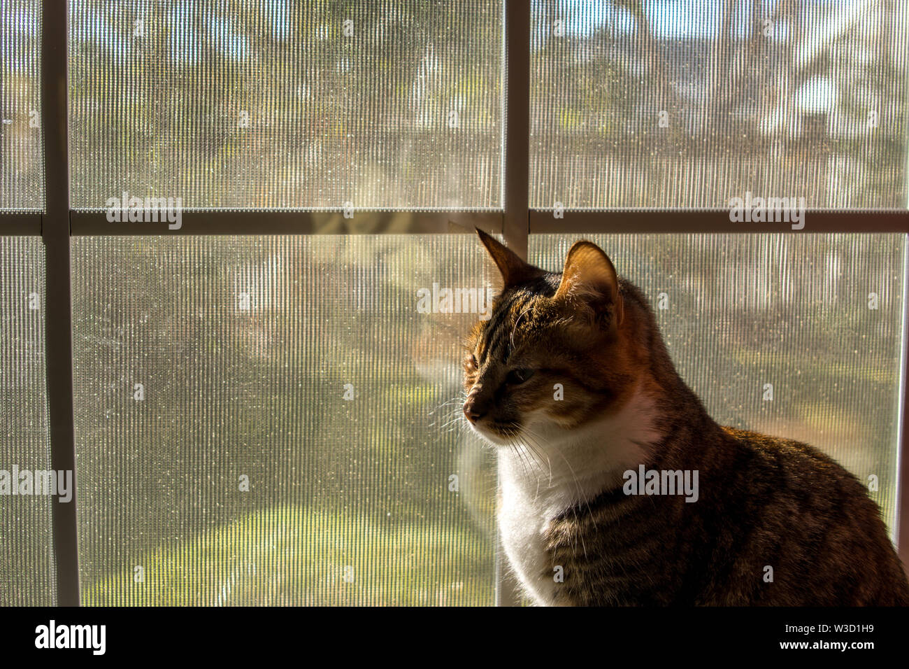 An indoor cat looking out window Stock Photo - Alamy