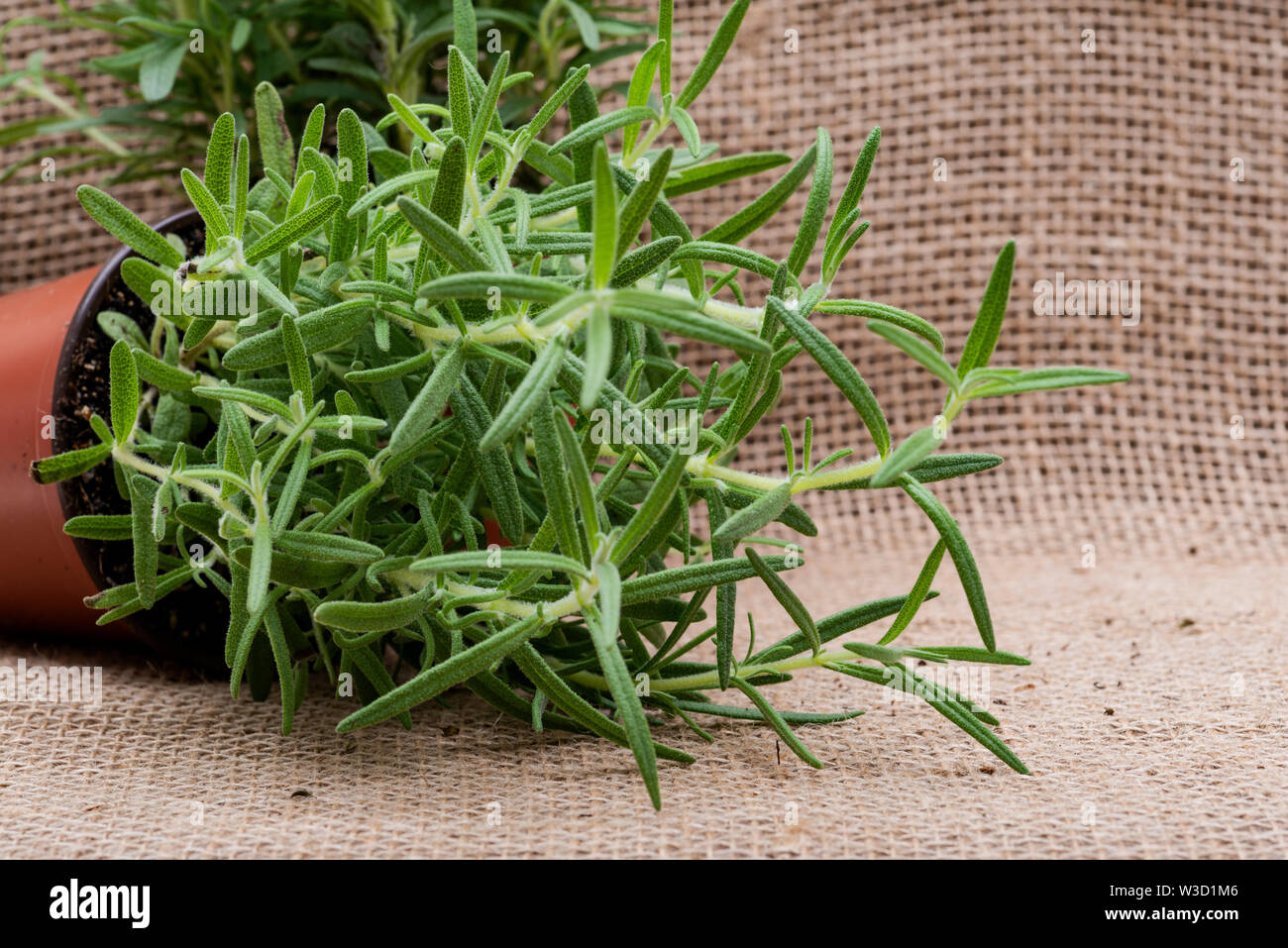 Potted Organic Rosemary Plant with roots in fertilized soil isolated on ...