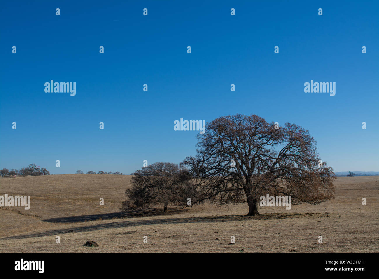 Open dry cattle pasture with oak shade trees Stock Photo - Alamy