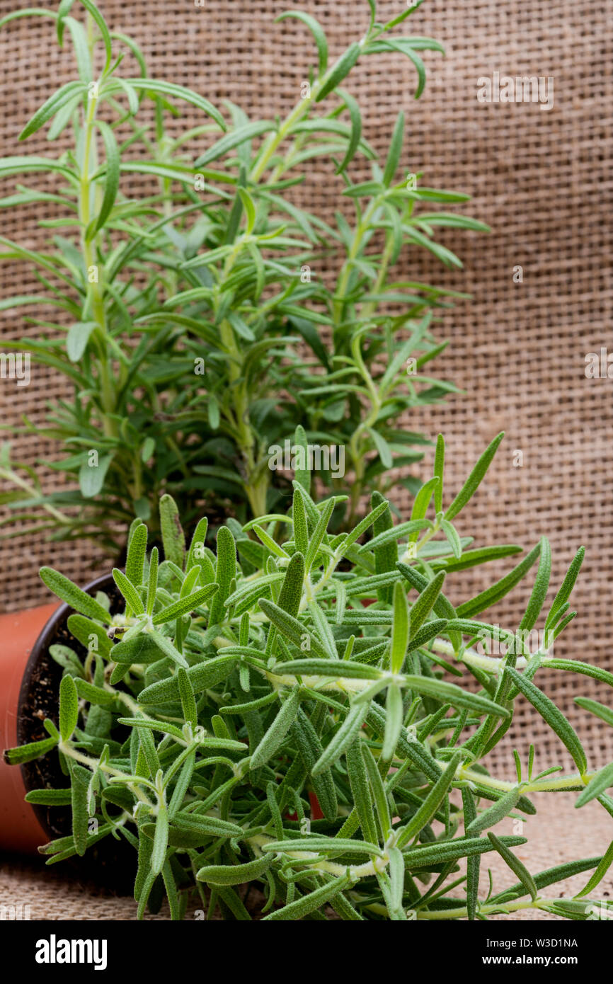 Potted Organic Rosemary Plant with roots in fertilized soil isolated on ...