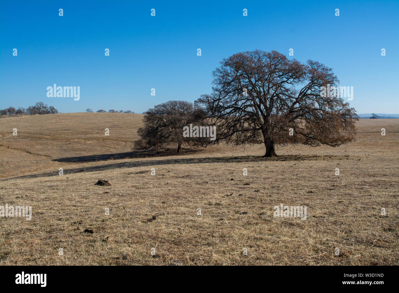 Open dry cattle pasture with oak shade trees Stock Photo - Alamy