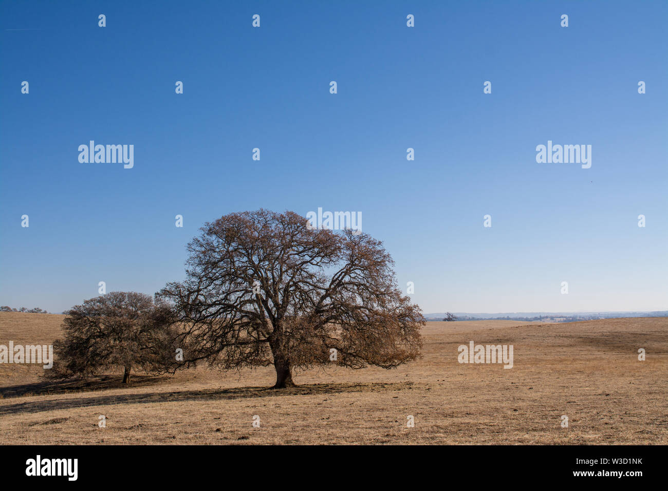 Open dry cattle pasture with oak shade trees Stock Photo - Alamy