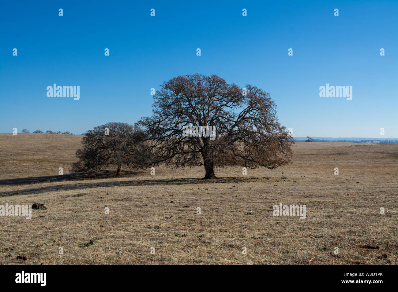 Open dry cattle pasture with oak shade trees Stock Photo - Alamy