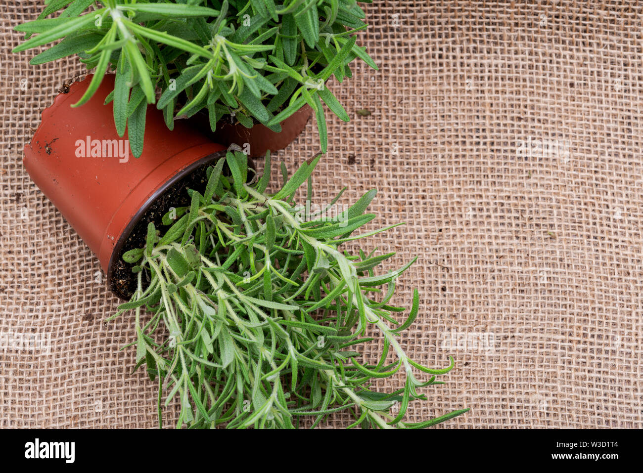 Potted Organic Rosemary Plant with roots in fertilized soil isolated on ...