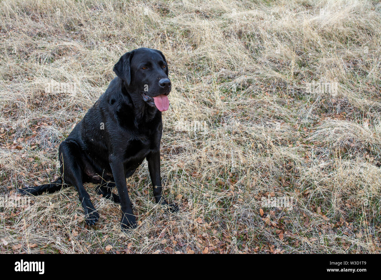 Large black Labrador retriever dog siting in dry grass panting Stock ...