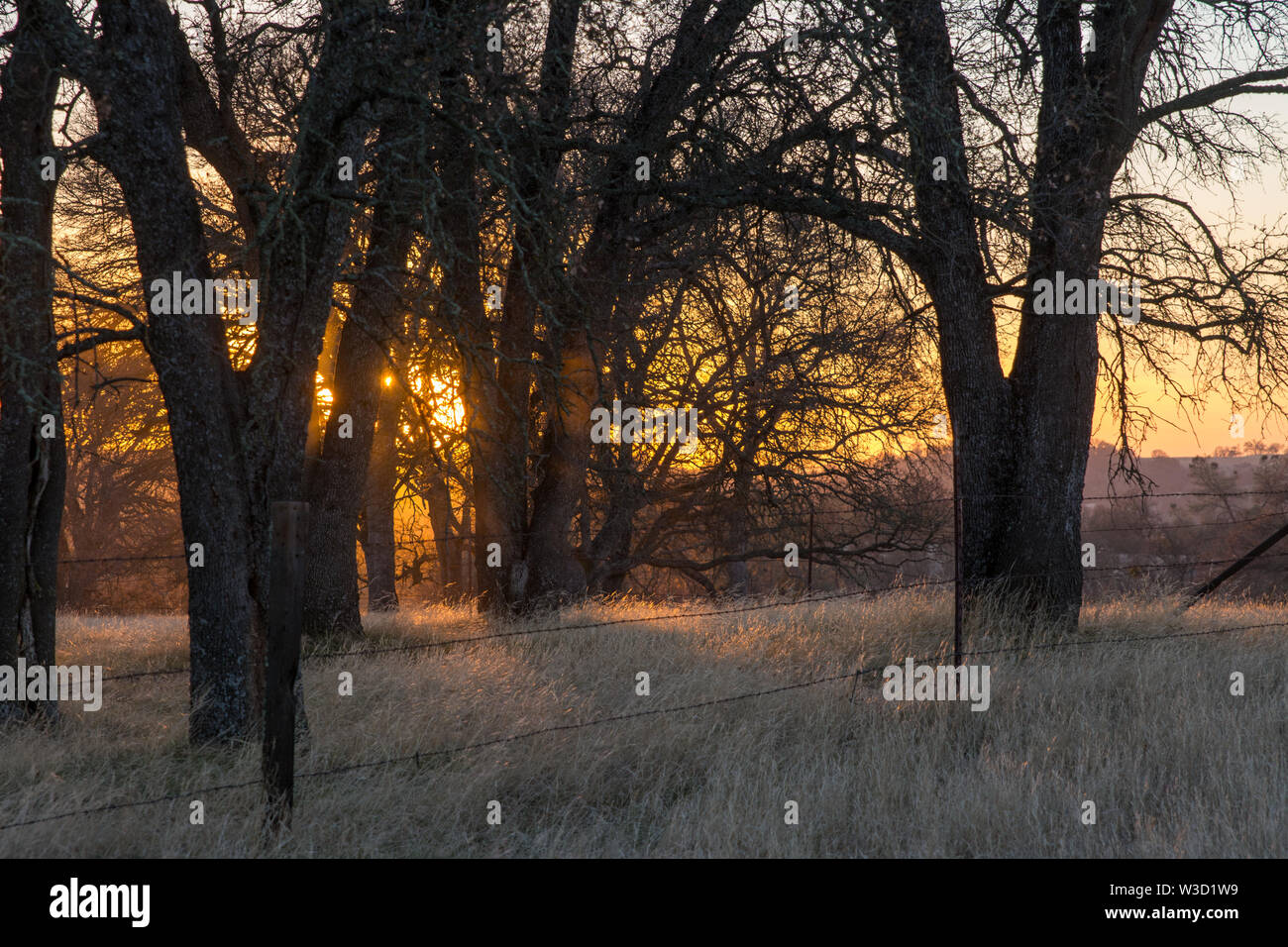Leafless oak tree hi-res stock photography and images - Alamy