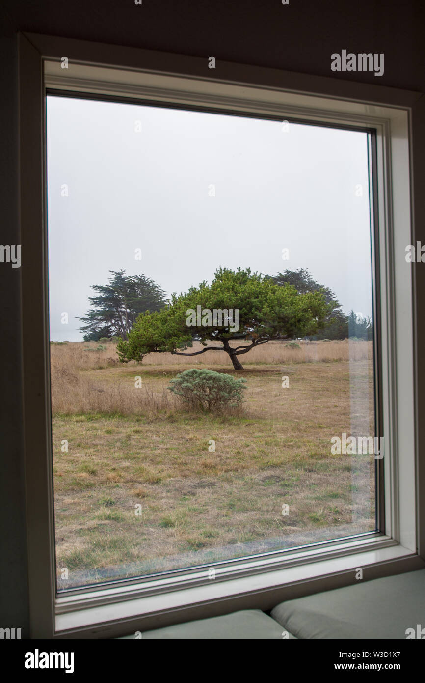 Looking at a tree through the window of a house Stock Photo - Alamy