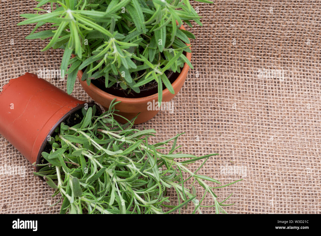 Potted Organic Rosemary Plant with roots in fertilized soil isolated on ...