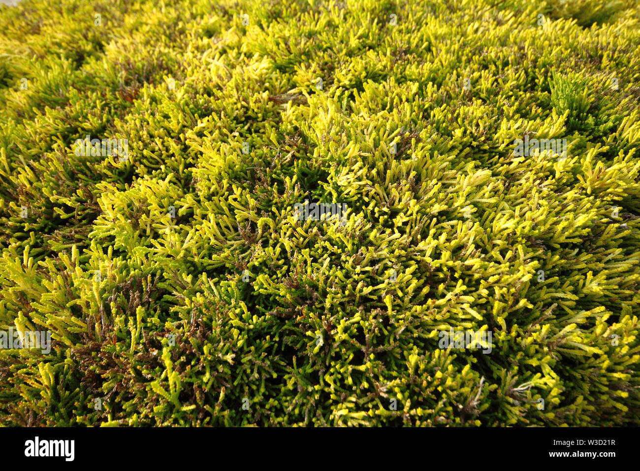 Texture - fresh green leaves of clover Stock Photo - Alamy Texture - fresh green leaves of clover Stock Photo - Alamy