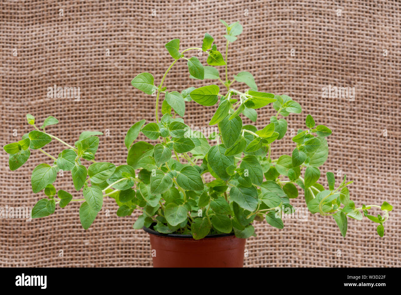 Potted Organic Oregano Plant with roots in fertilized soil isolated on ...