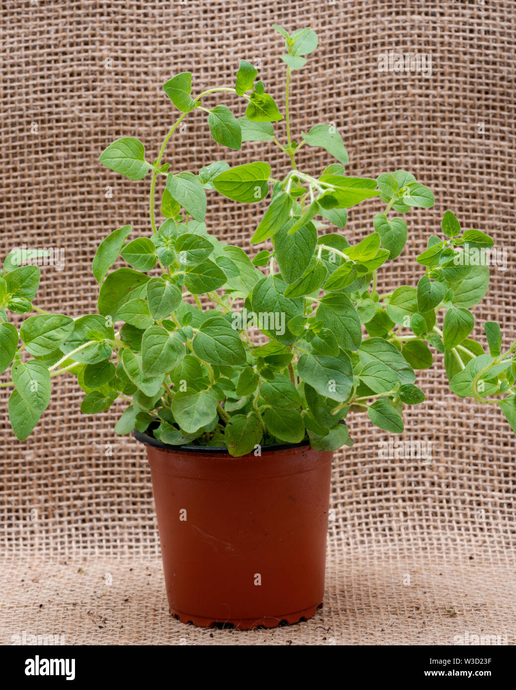 Potted Organic Oregano Plant with roots in fertilized soil isolated on ...