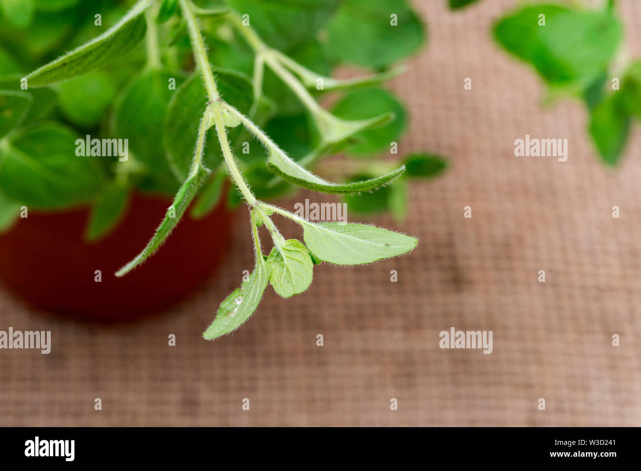 Potted Organic Oregano Plant with roots in fertilized soil isolated on ...