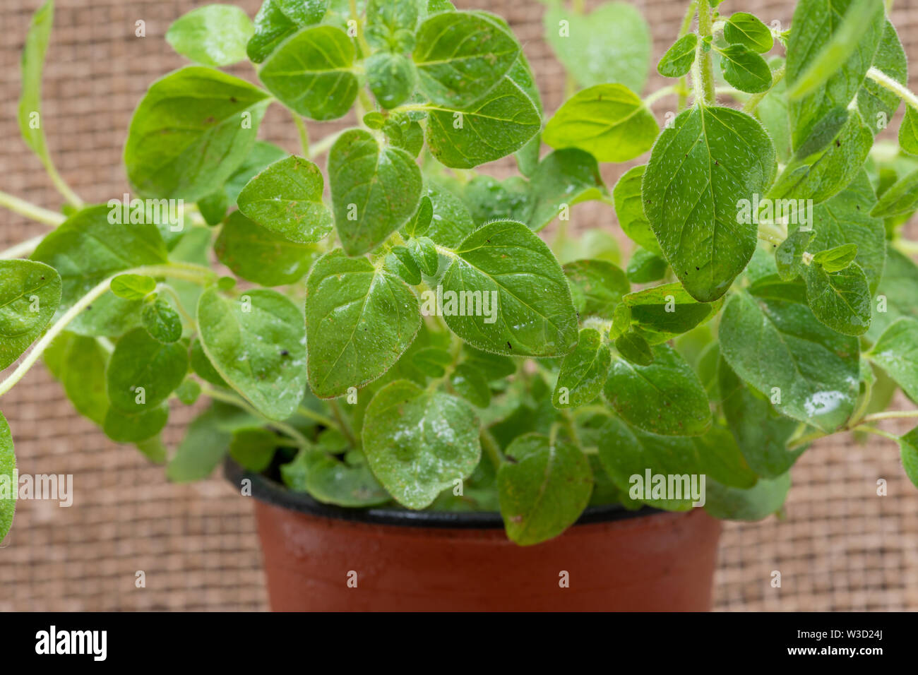 Potted Organic Oregano Plant with roots in fertilized soil isolated on ...