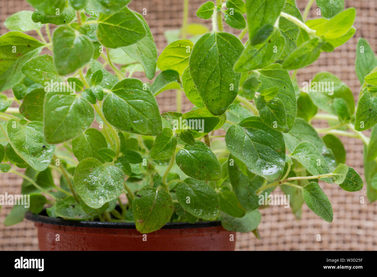 Potted Organic Oregano Plant with roots in fertilized soil isolated on ...
