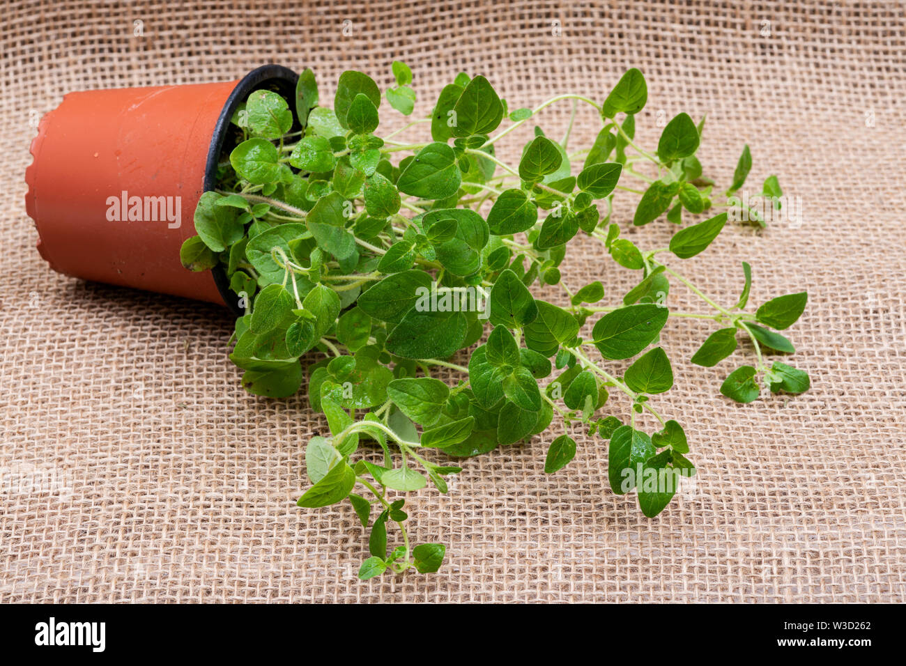 Potted Organic Oregano Plant with roots in fertilized soil isolated on ...