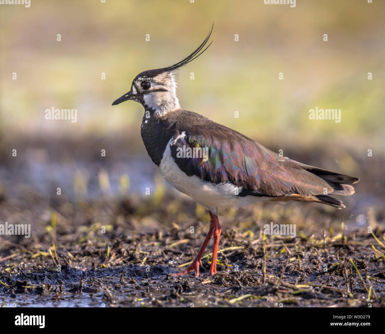 Wetland insects hi-res stock photography and images - Alamy