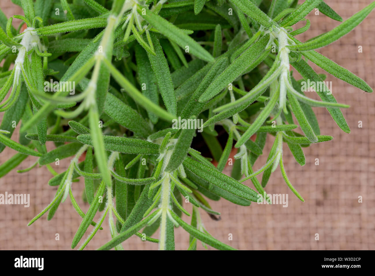 Potted Organic Rosemary Plant with roots in fertilized soil isolated on ...