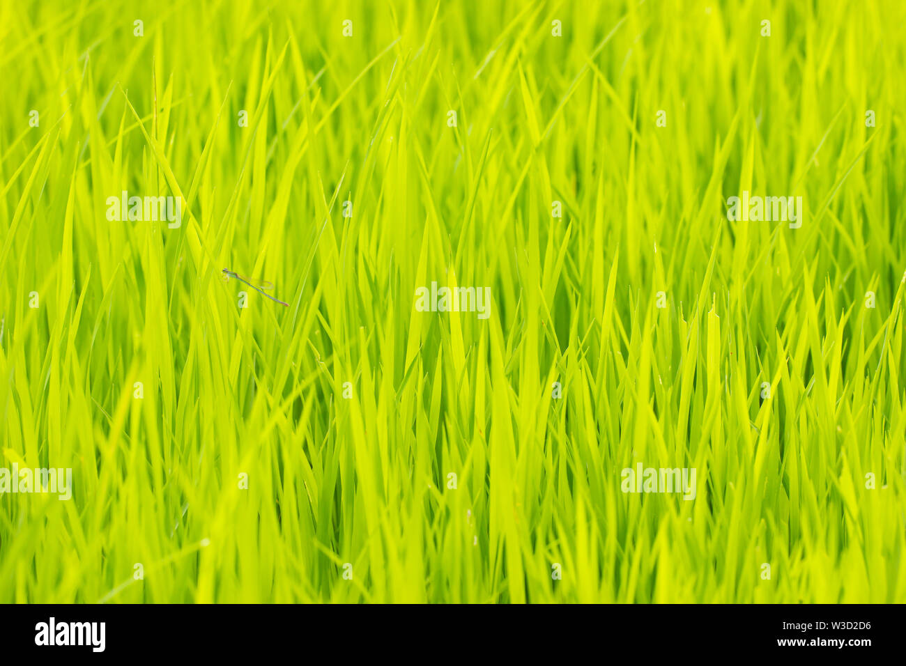 Rice tree hi-res stock photography and images - Alamy