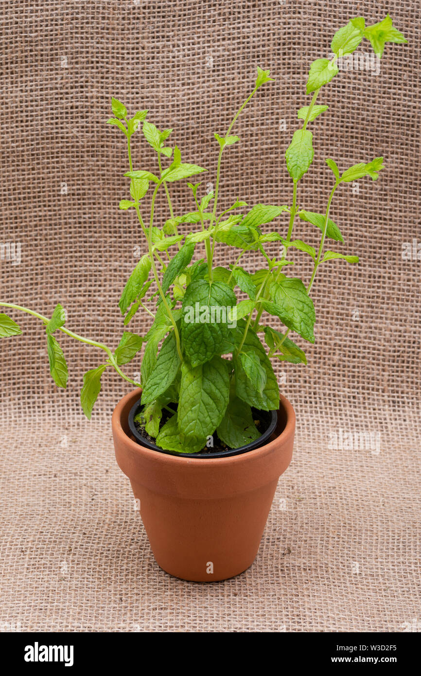 Potted Organic Peppermint Plant with roots in fertilized soil isolated ...