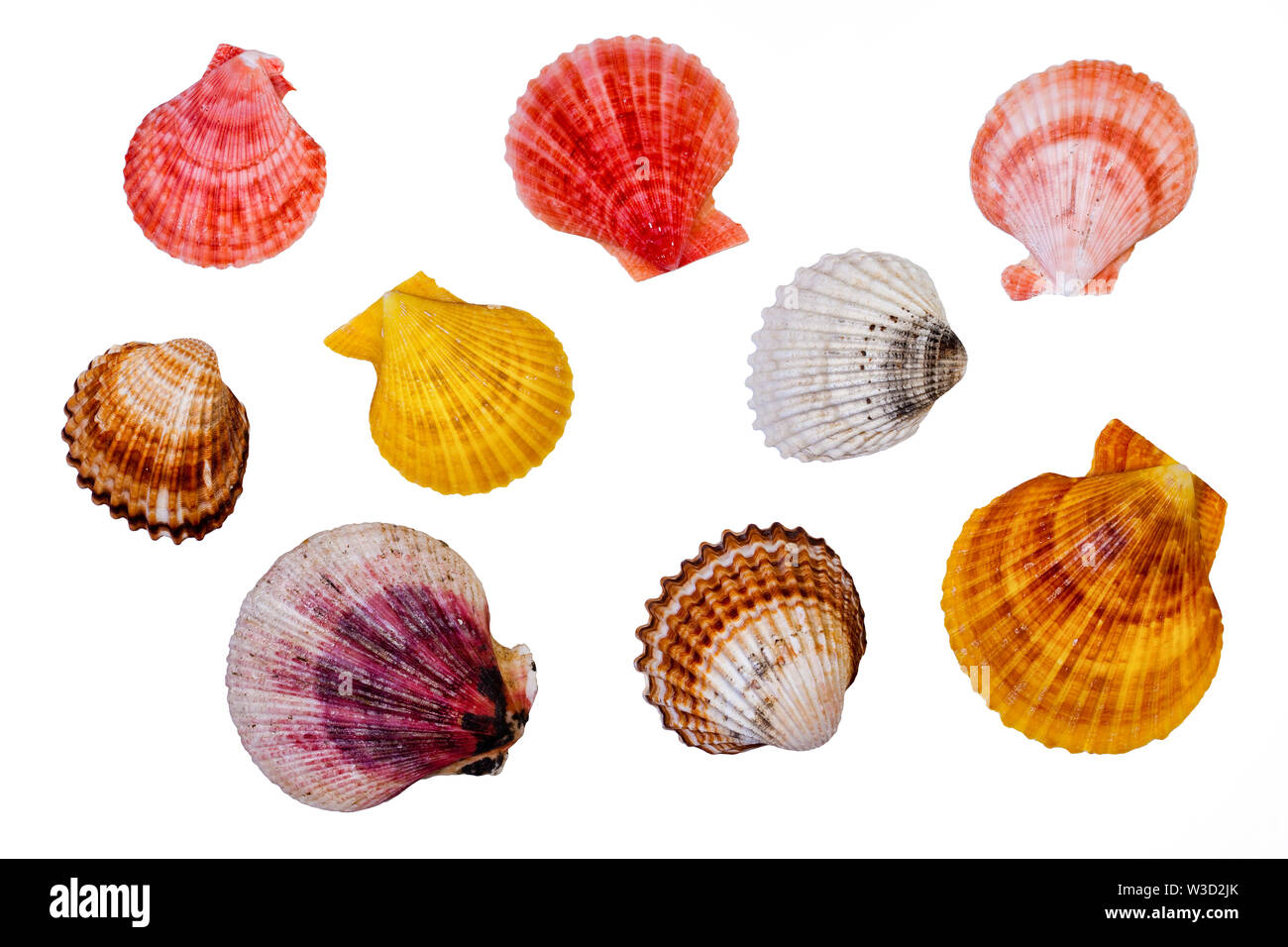 Colour shells on isolated background Stock Photo - Alamy
