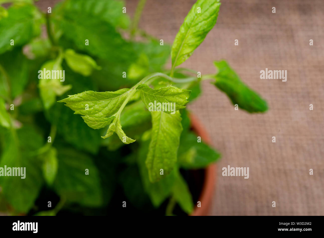 Potted Organic Peppermint Plant with roots in fertilized soil isolated ...
