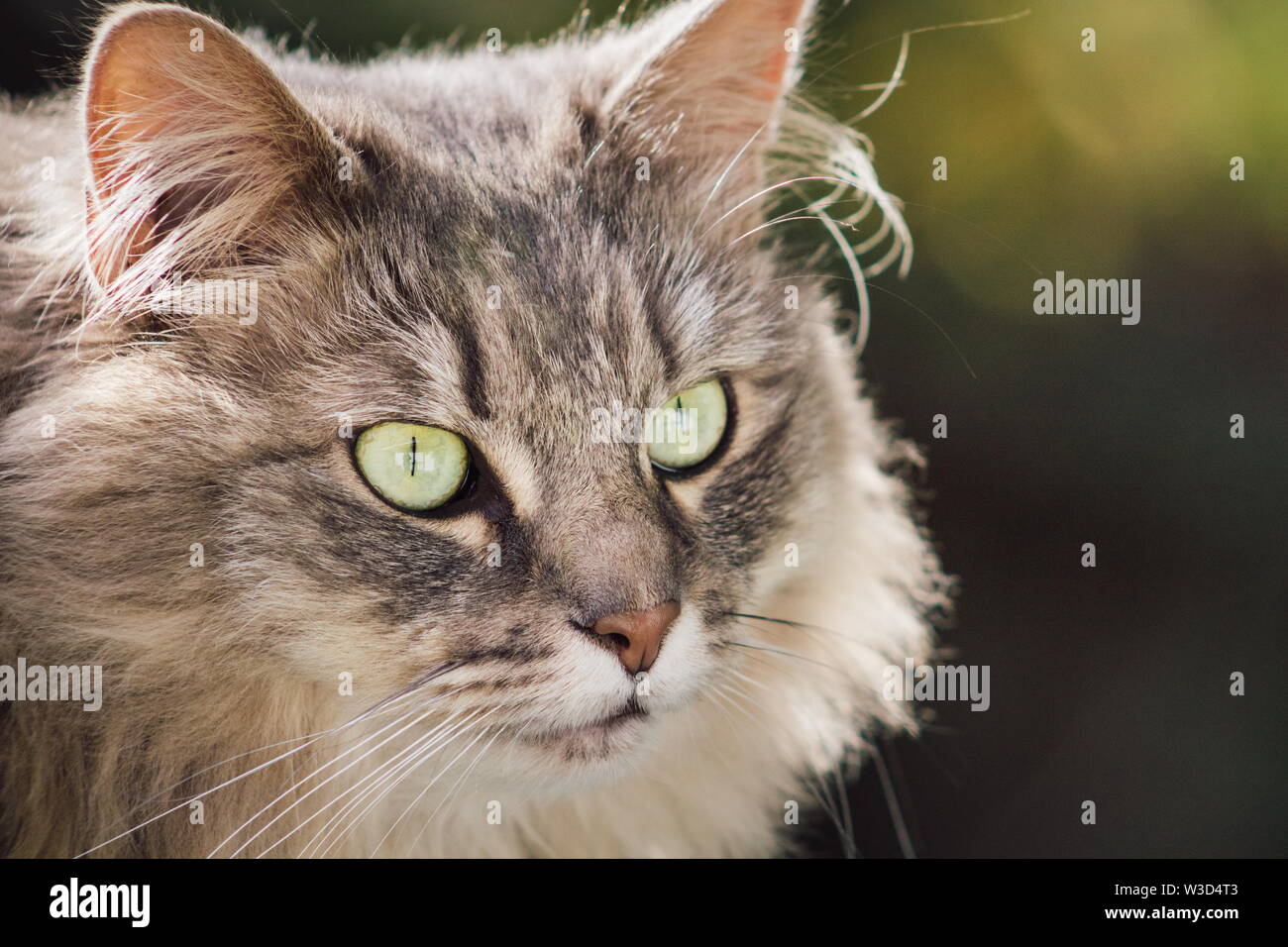 Portrait long haired grey cat hi-res stock photography and images - Alamy