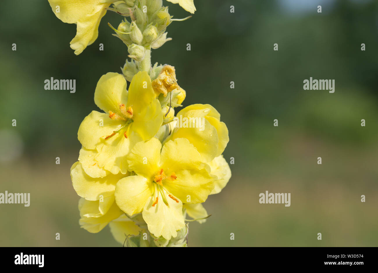 Velvet petals hi-res stock photography and images - Alamy