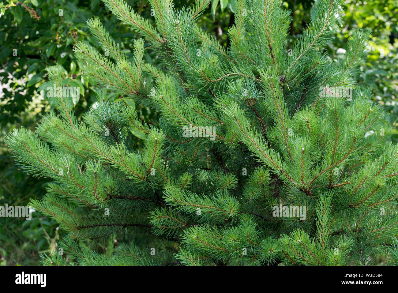 Branches of pine forest hi-res stock photography and images - Alamy