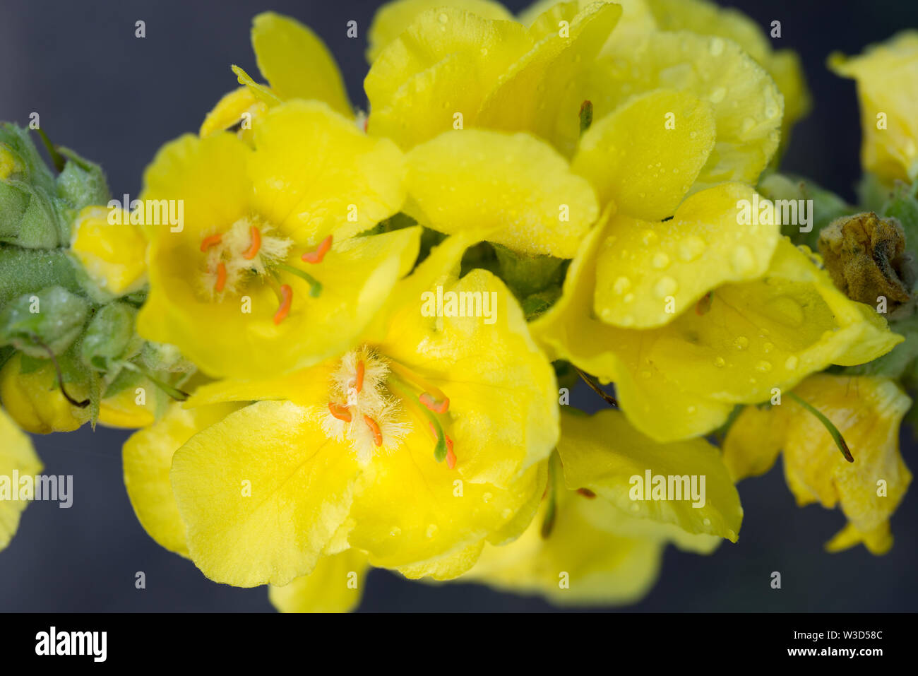 mullein, velvet plant yellow flowers closeup Stock Photo - Alamy