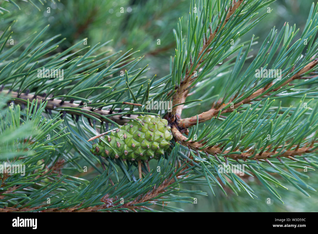 New pine cone growing hi-res stock photography and images - Alamy