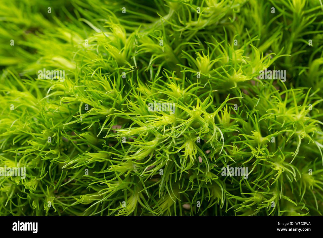 Dianthus green ball hi-res stock photography and images - Alamy