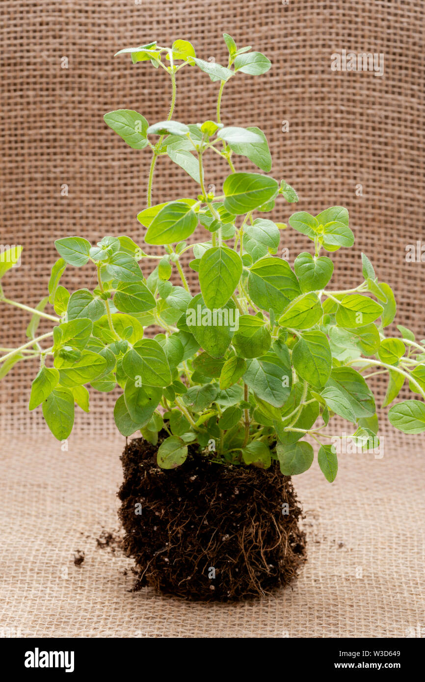 Organic Oregano Plant with roots in fertilized soil isolated on natural ...