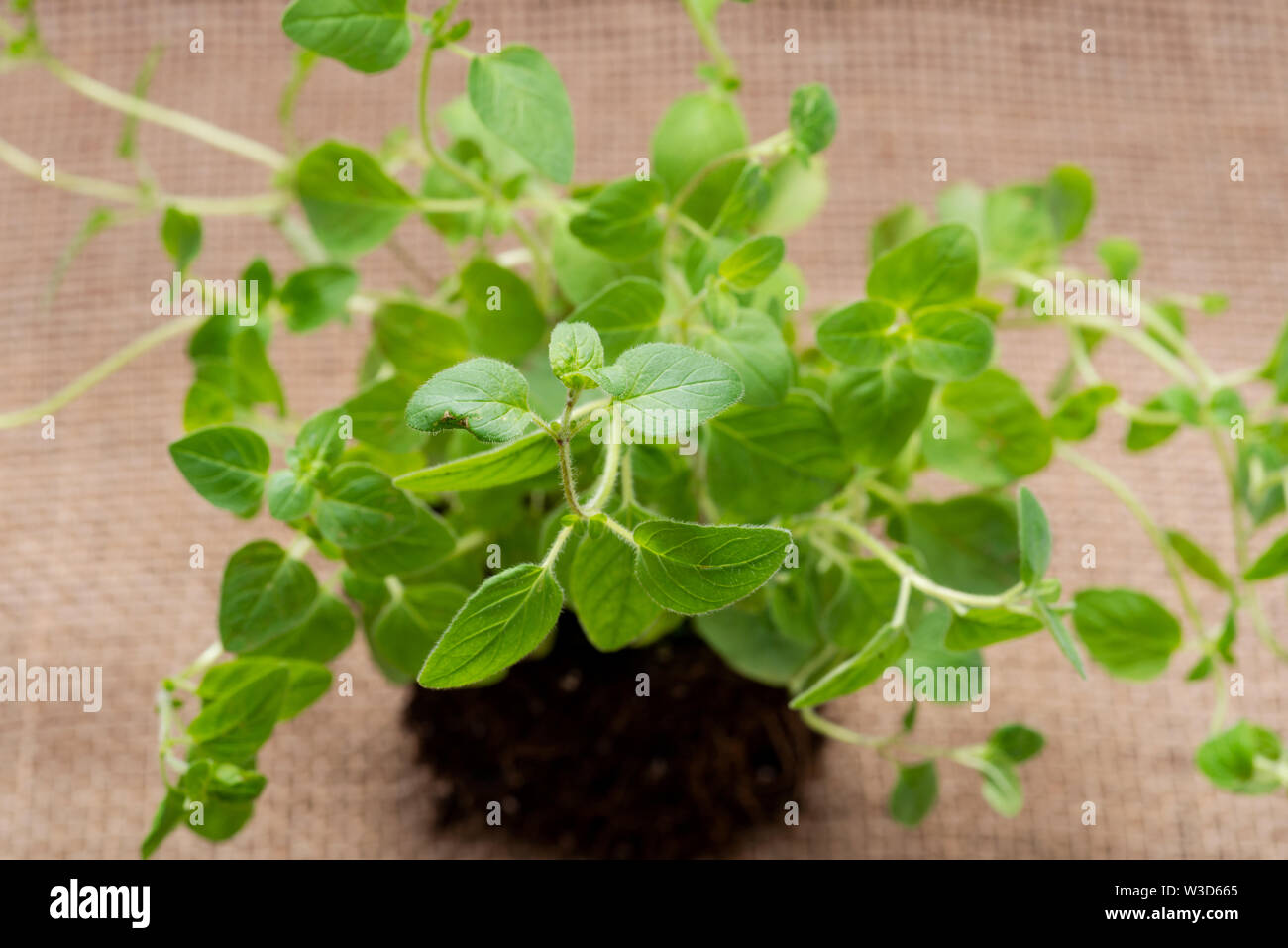 Organic Oregano Plant with roots in fertilized soil isolated on natural ...