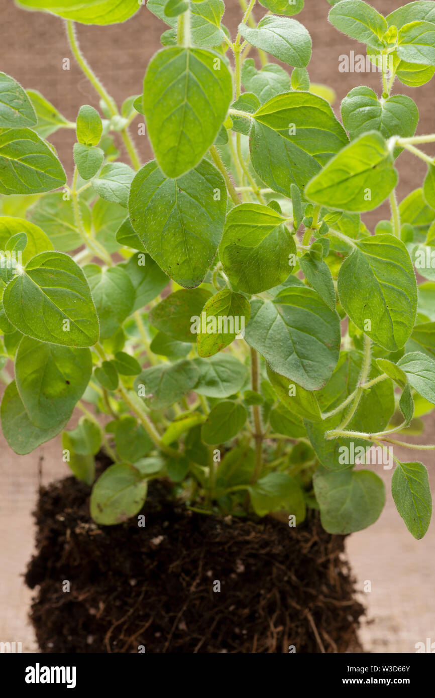 Organic Oregano Plant with roots in fertilized soil isolated on natural ...