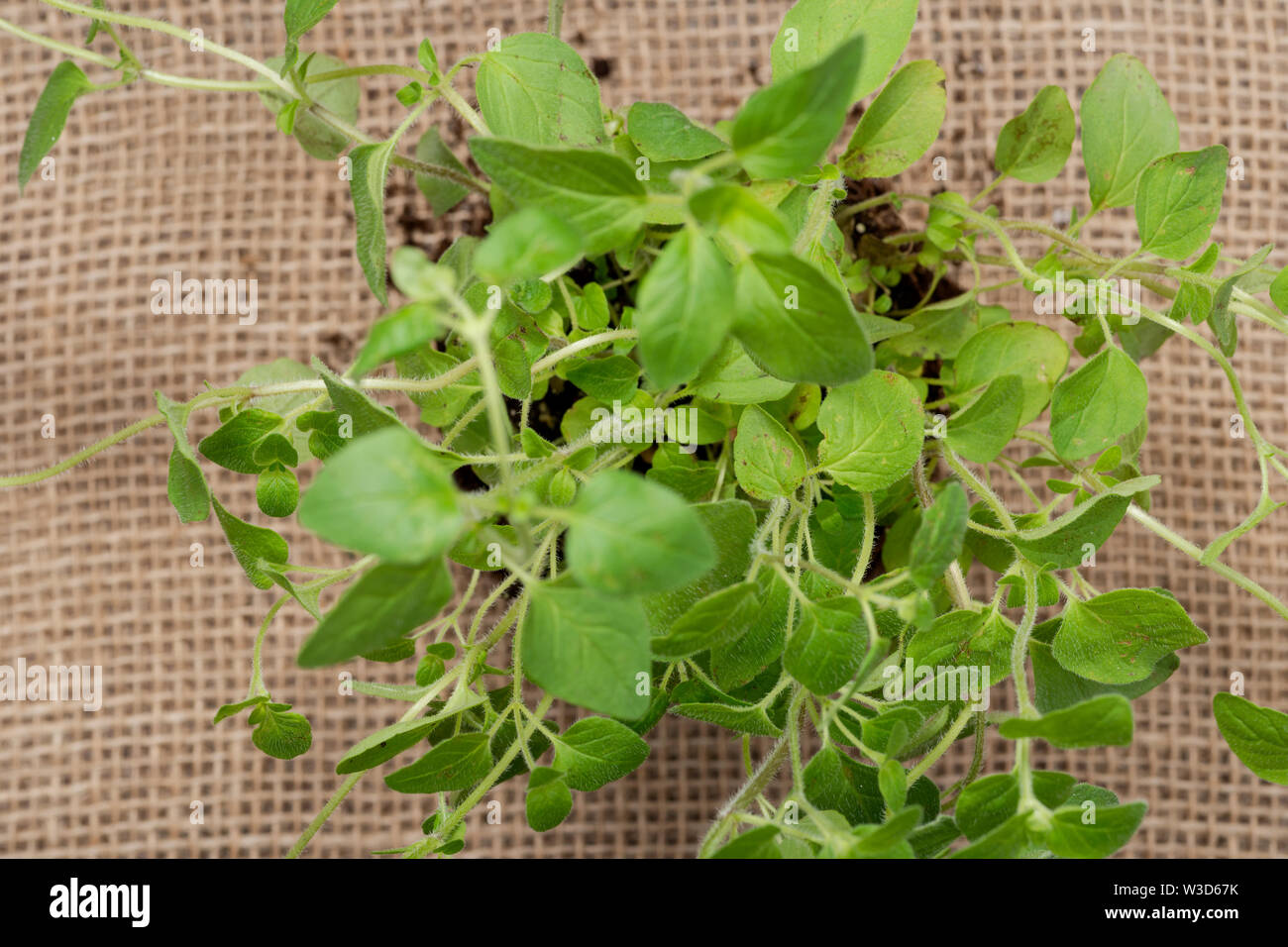 Organic Oregano Plant with roots in fertilized soil isolated on natural ...