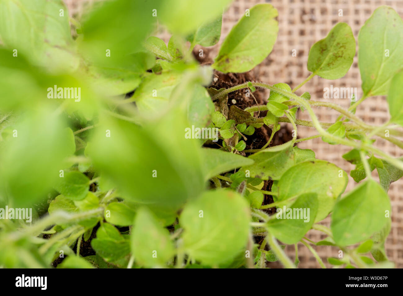 Organic Oregano Plant with roots in fertilized soil isolated on natural ...