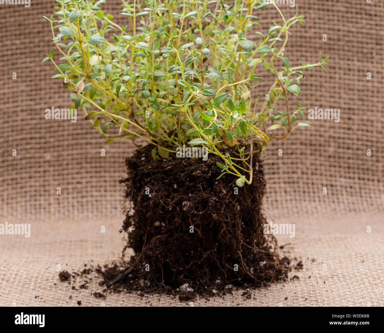Organic Thyme Plant with roots in fertilized soil isolated on natural ...