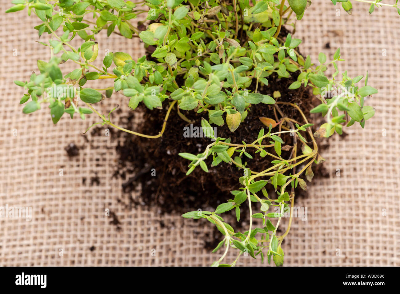 Organic Thyme Plant with roots in fertilized soil isolated on natural ...
