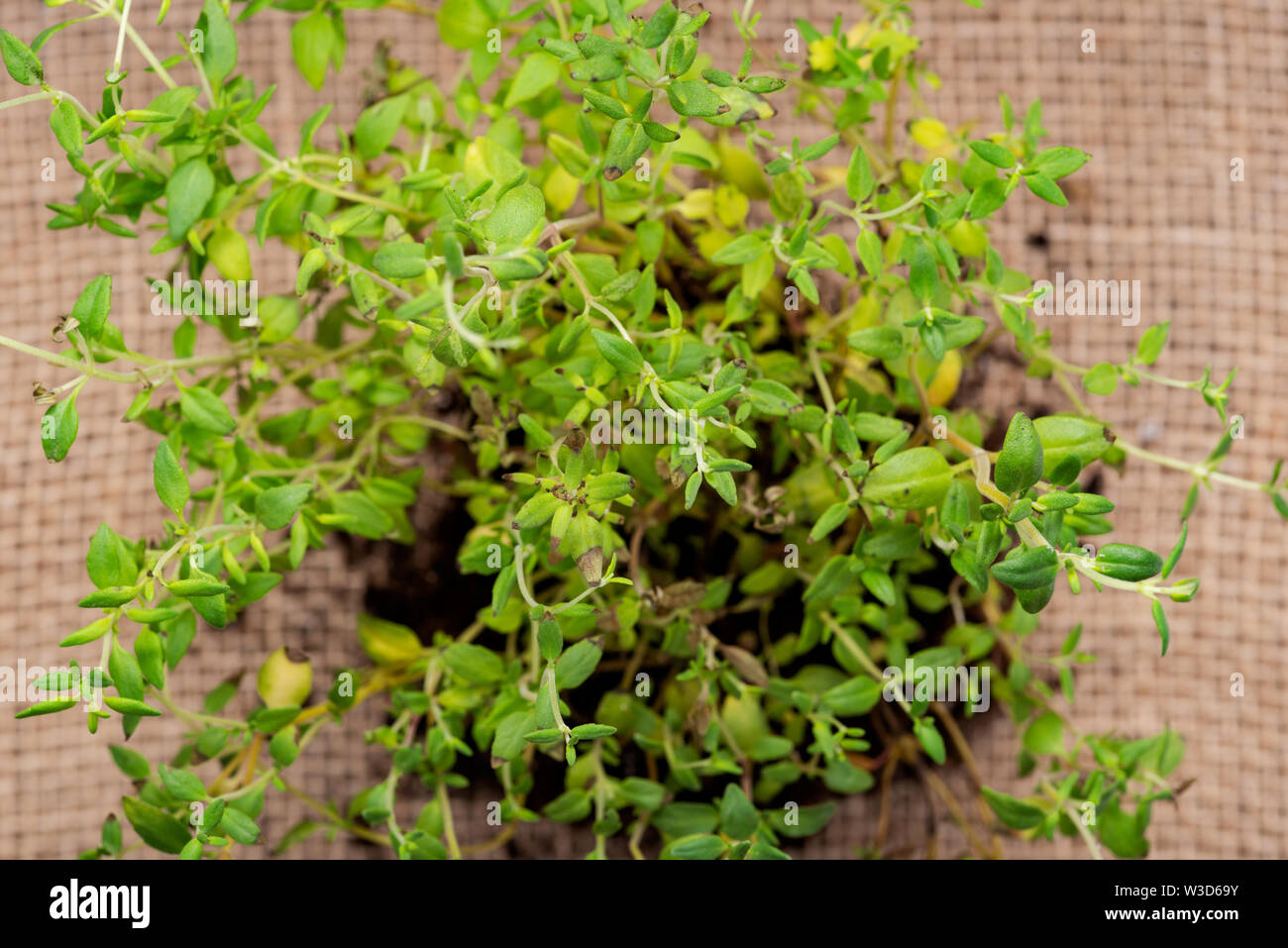 Organic Thyme Plant with roots in fertilized soil isolated on natural ...