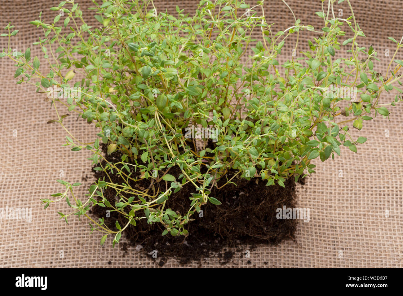 Organic Thyme Plant with roots in fertilized soil isolated on natural ...