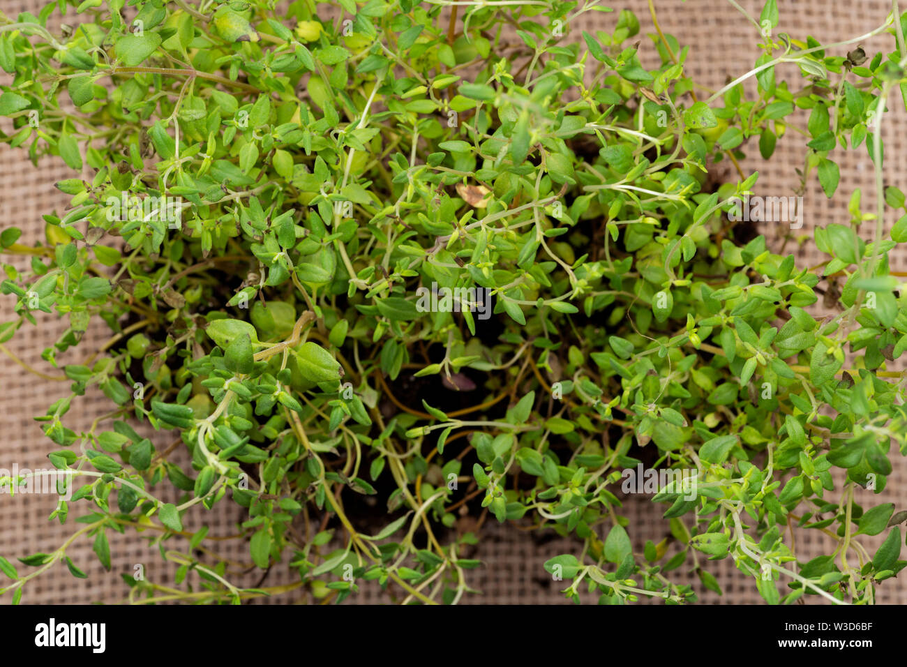 Organic Thyme Plant with roots in fertilized soil isolated on natural ...