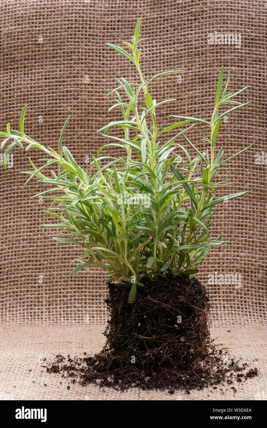 Organic Rosemary Plant with roots in fertilized soil isolated on ...