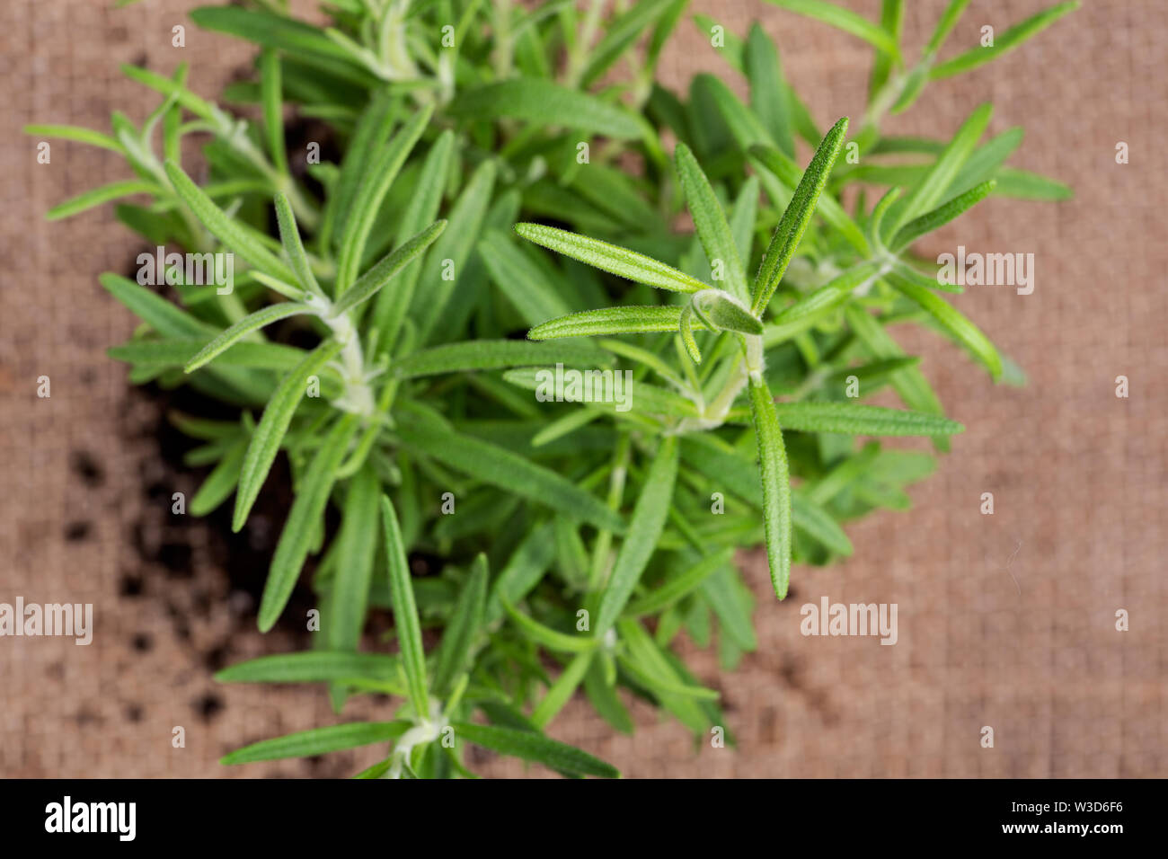 Organic Rosemary Plant with roots in fertilized soil isolated on ...