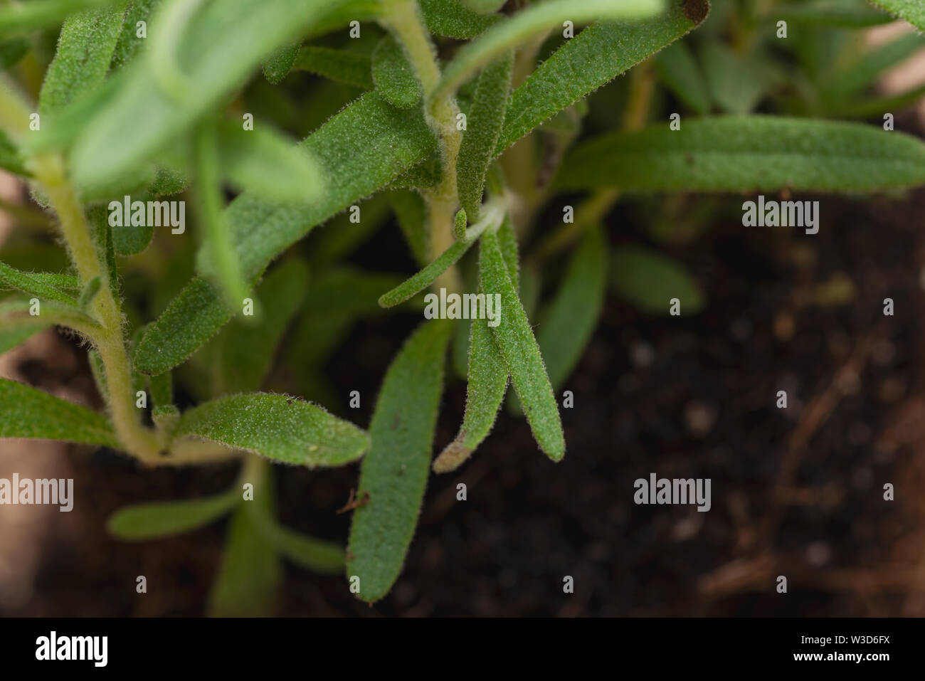 Macro shot of Organic Rosemary Plant stalks and leaves on black soil ...