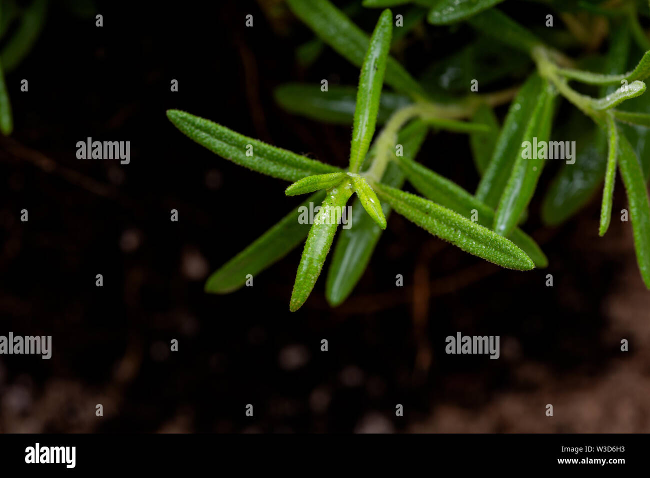Macro shot of Organic Rosemary Plant stalks and leaves on black soil ...
