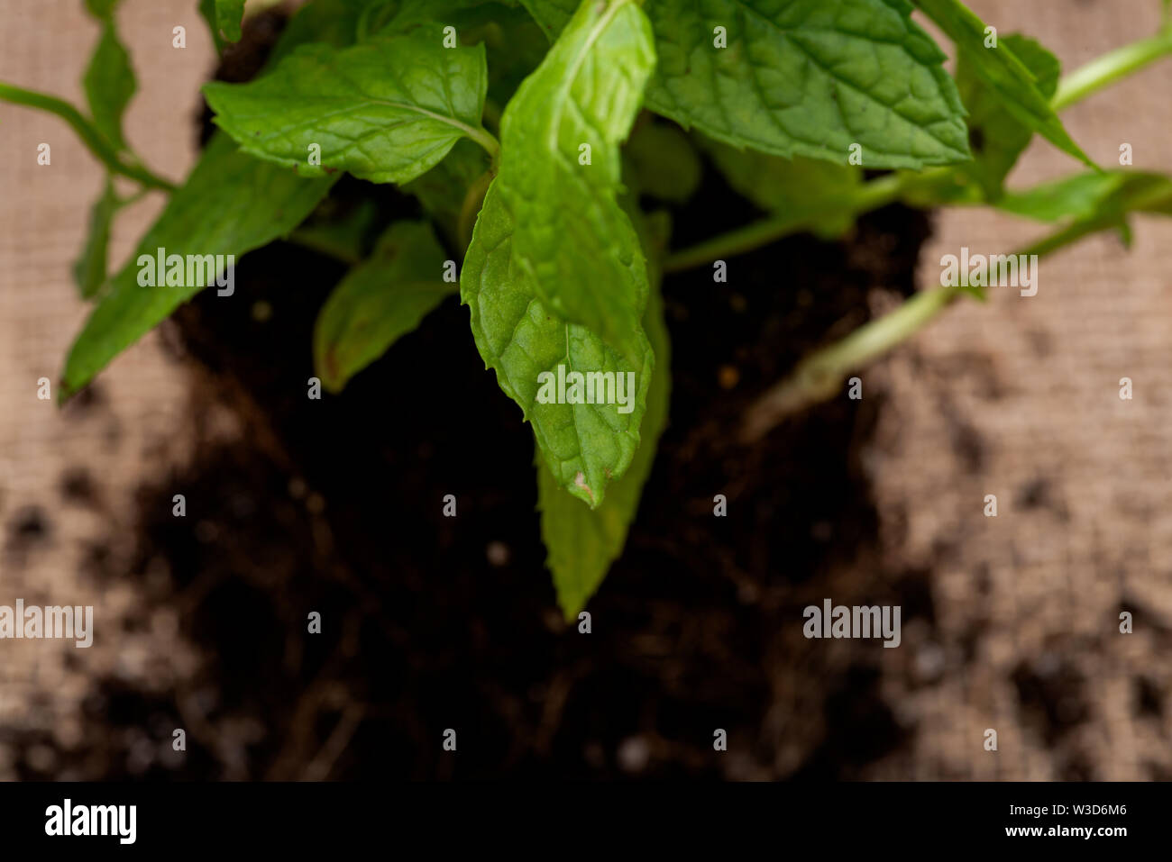 Organic Peppermint Plant with roots in fertilized soil isolated on ...