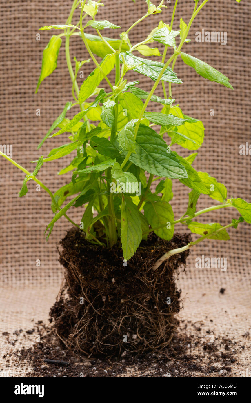 Organic Peppermint Plant with roots in fertilized soil isolated on ...