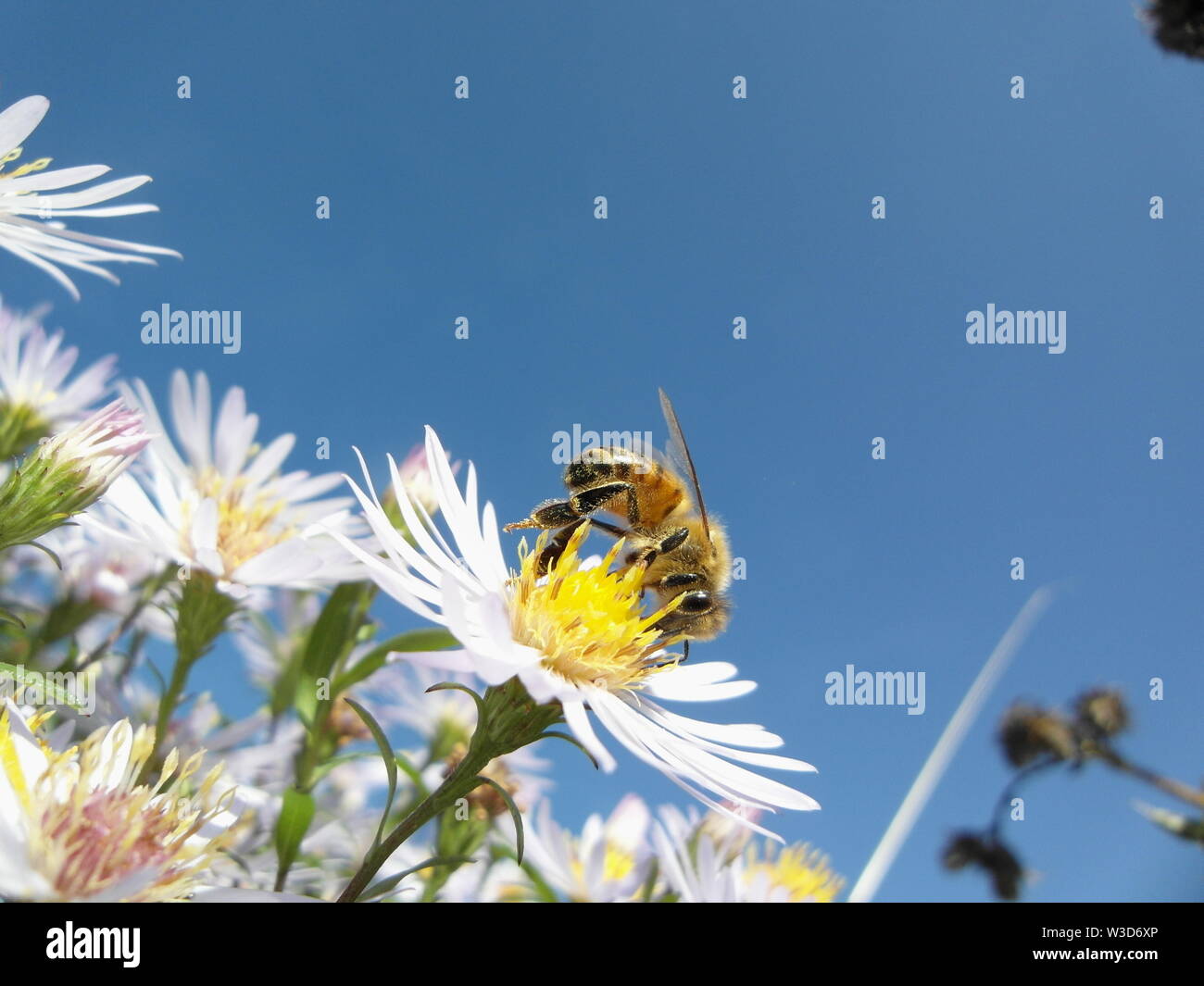 HONEY BEE ON ASTER FLOWER. HONEY PRODUCTION. POLLINATOR. POLLINATE. BEE ...