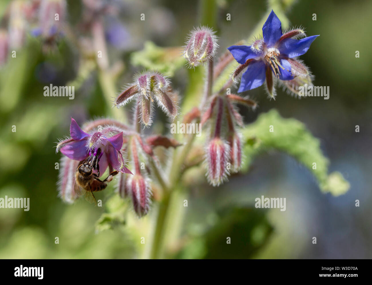 Borage plant hi-res stock photography and images - Alamy